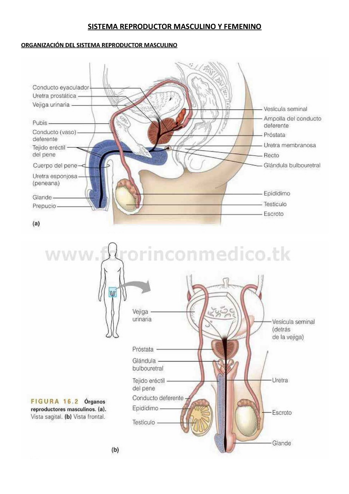 Sistema Reproductor Masculino Y Femenino Sistema Reproductor