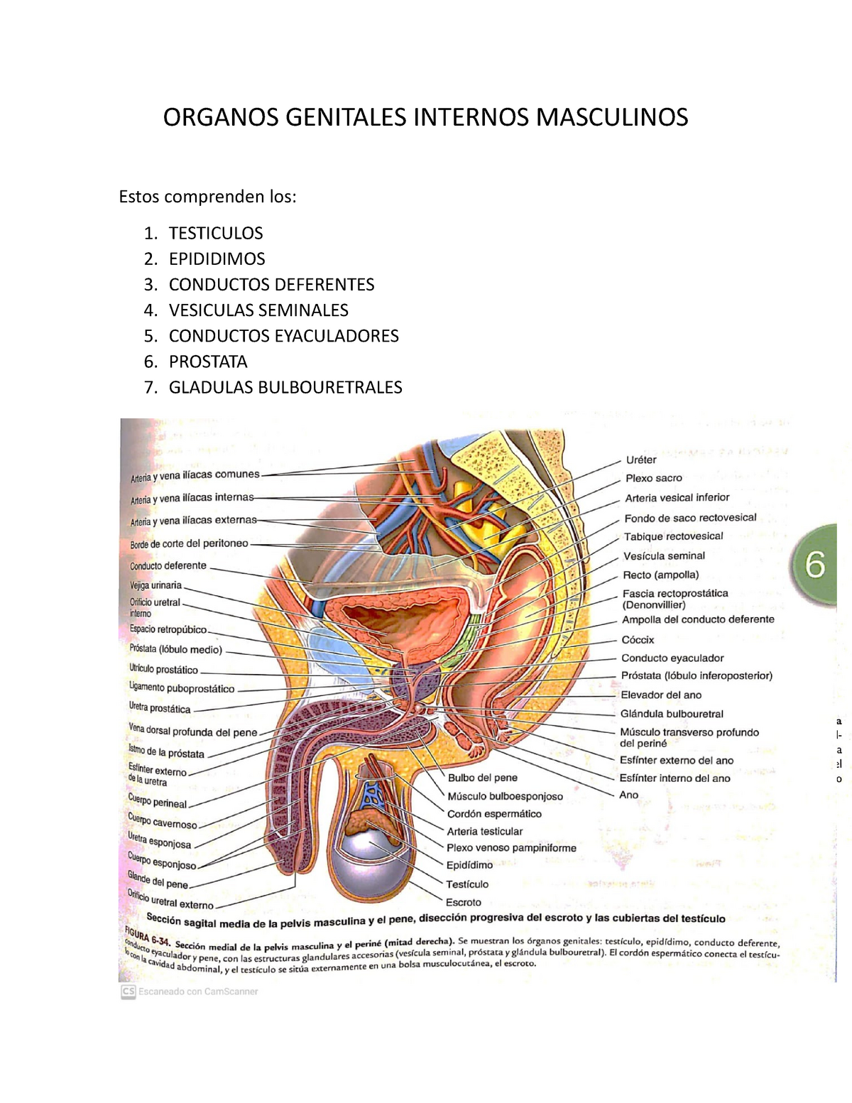 Organos Genitales Internos Masculinos Organos Genitales Internos