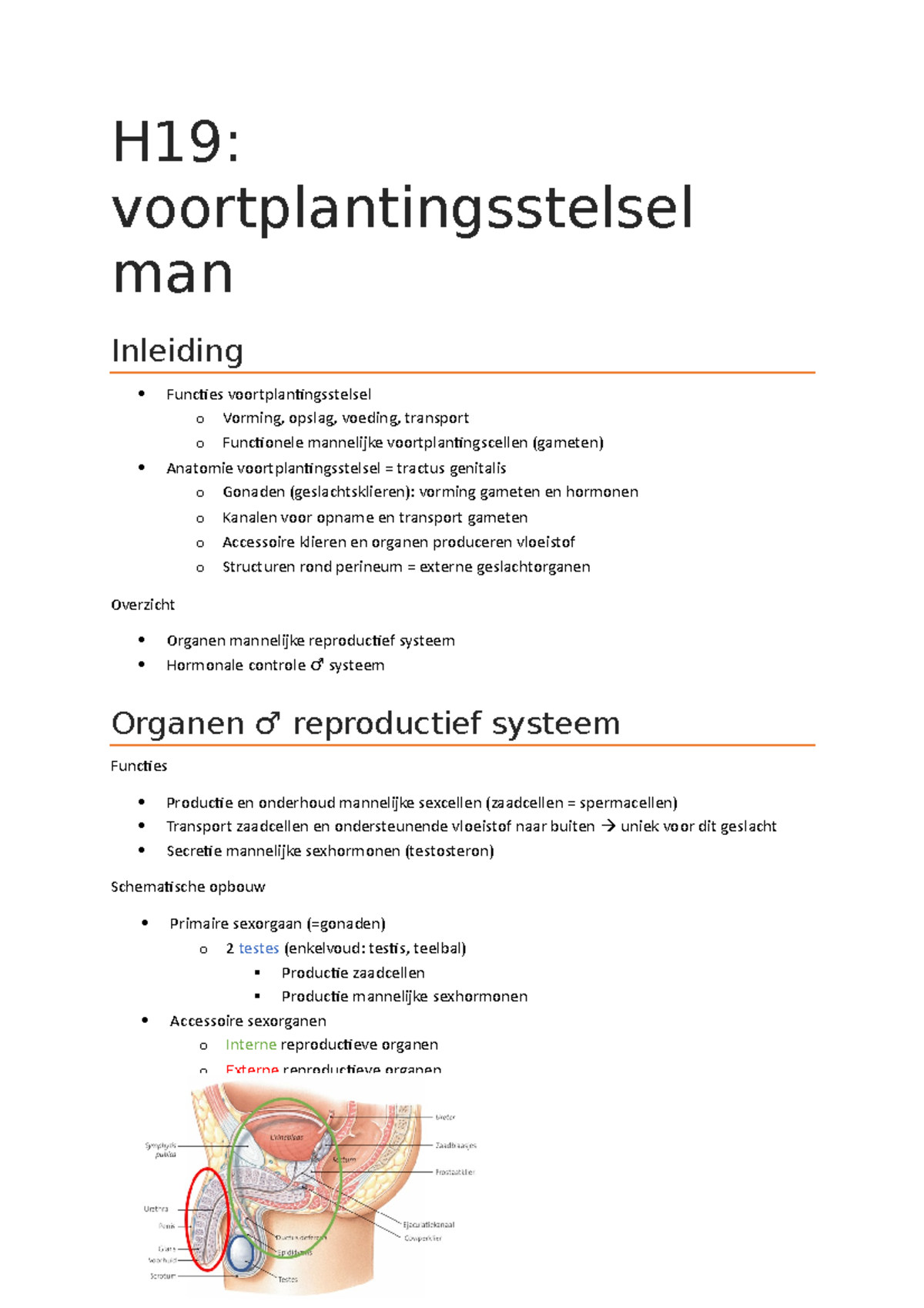 Hst 19 Voortplantingsstelsel Man H19 Voortplantingsstelsel Man