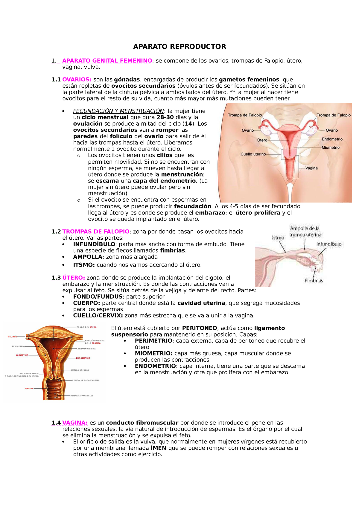 Apuntes Aparato Reproductor Aparato Reproductor Aparato Genital