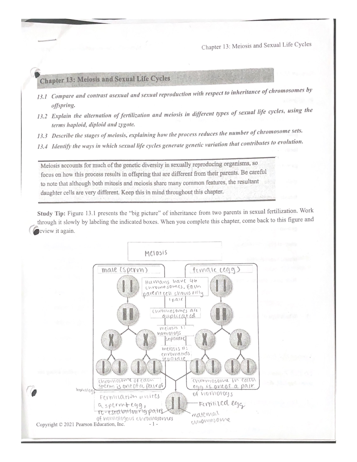 Chapter 13 Meiosis And Sexual Life Cycles Studocu