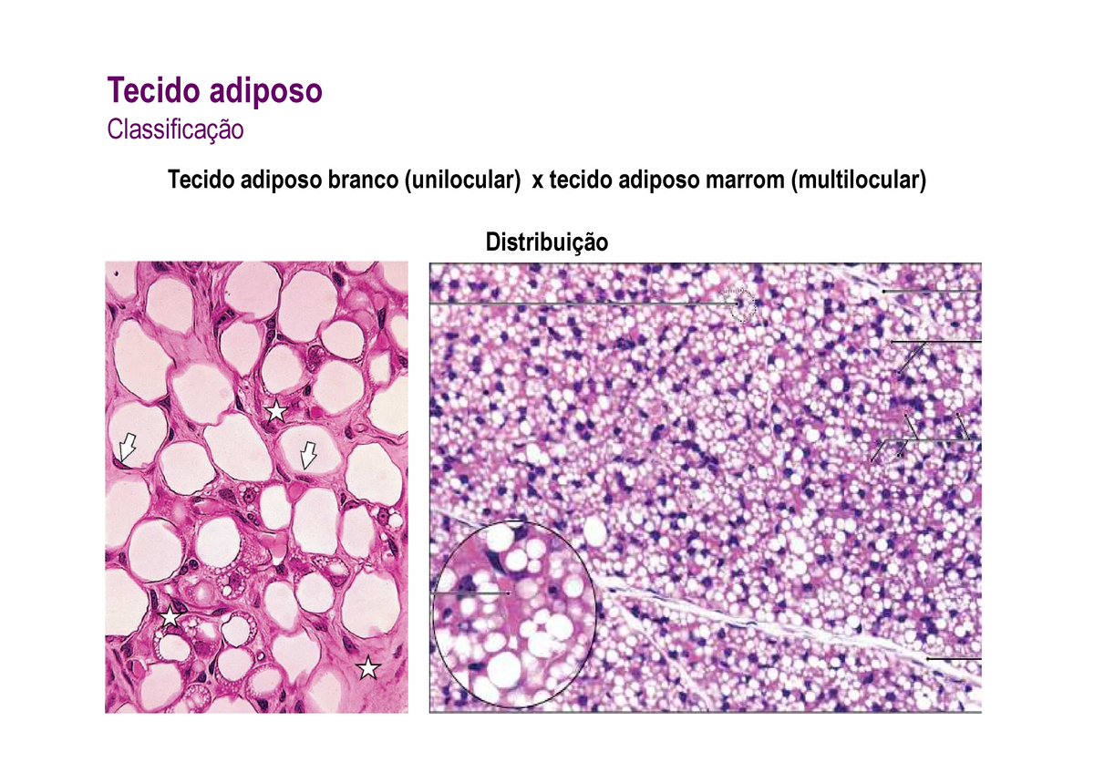 2 Tecido Osseo E Adiposo Tecido Adiposo Classificação Tecido Adiposo