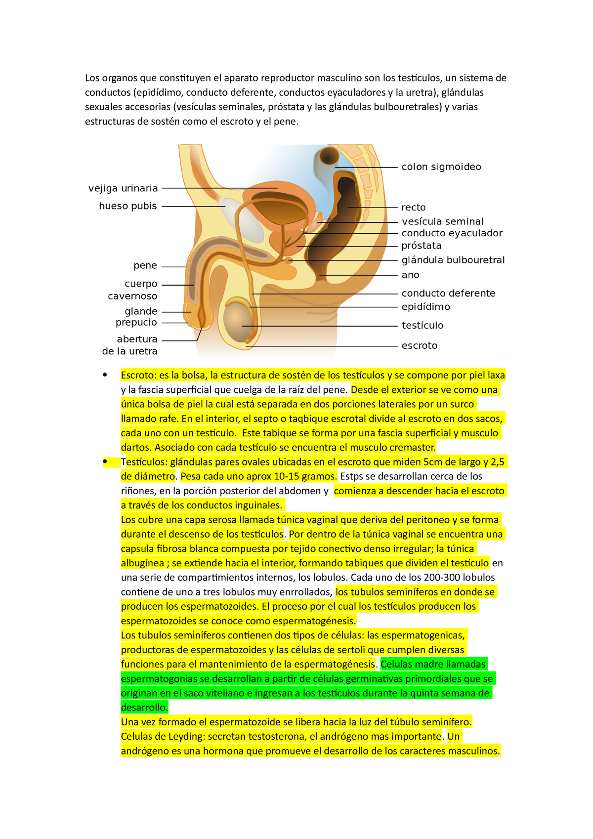 Aparatos Genitales Aparato Genital Y Sus Funciones Los