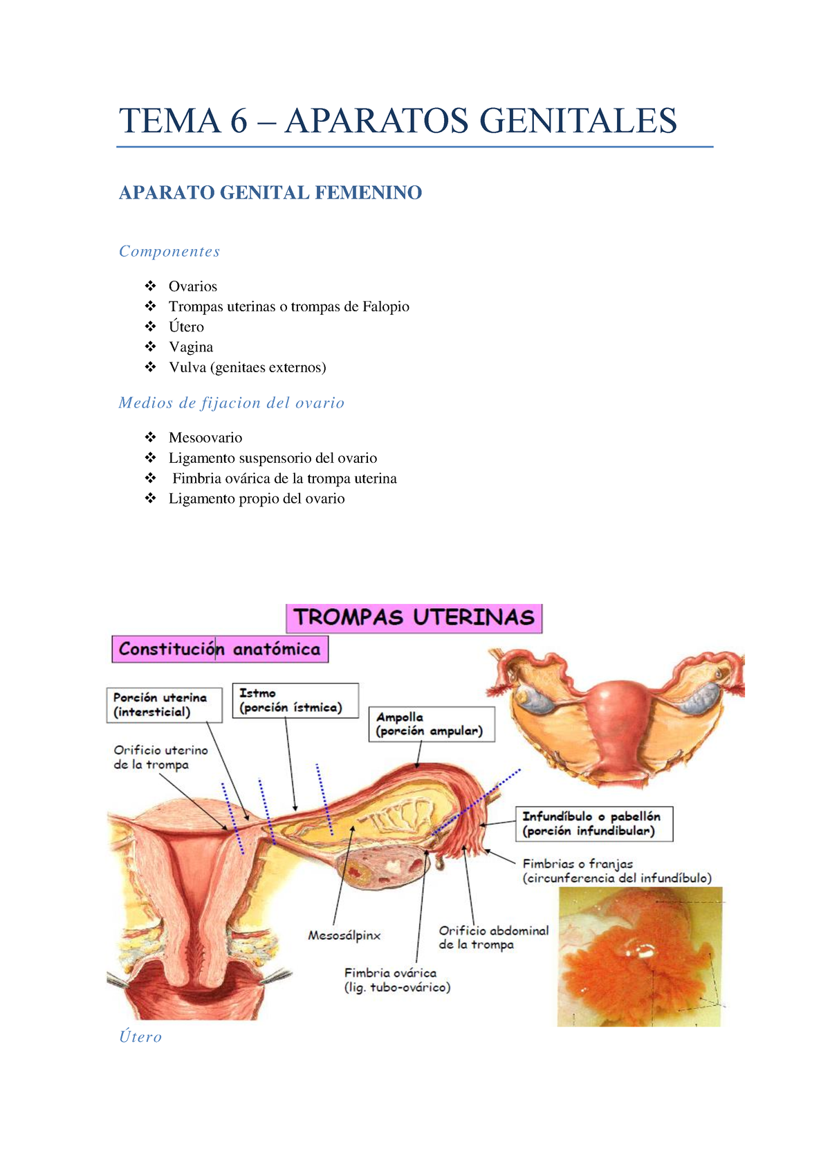 Tema 6 Swnbb Ku Gi Tema 6 Aparatos Genitales Aparato Genital