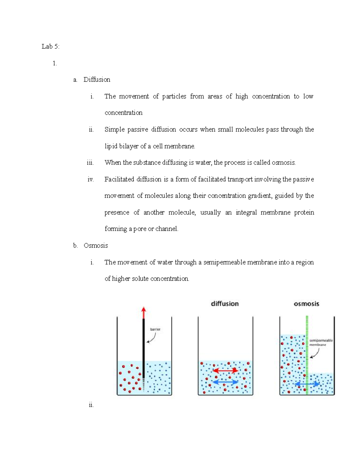 Lab 5 Anatomy And Physiology I Lab Lab 5 6 And 7 About Diffusion