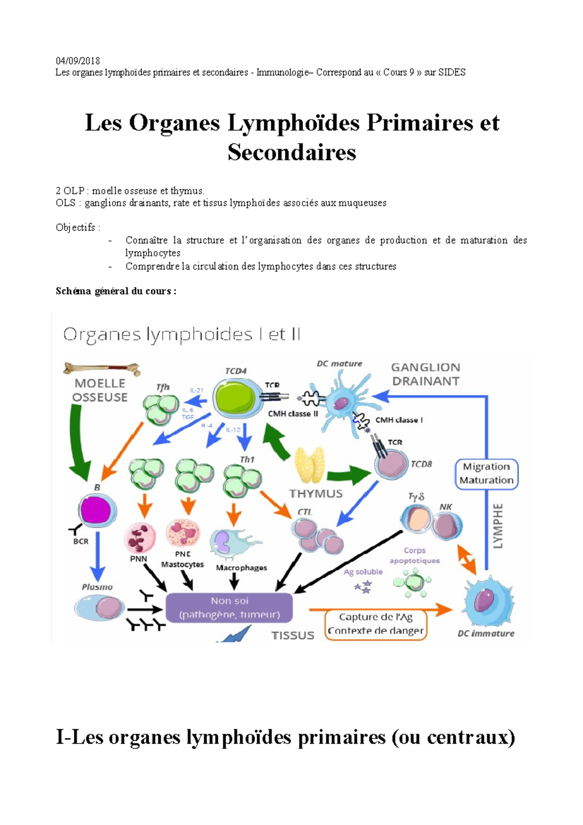 Les Organes Lymphoides Primaires Et Secondaires Ols Ganglions