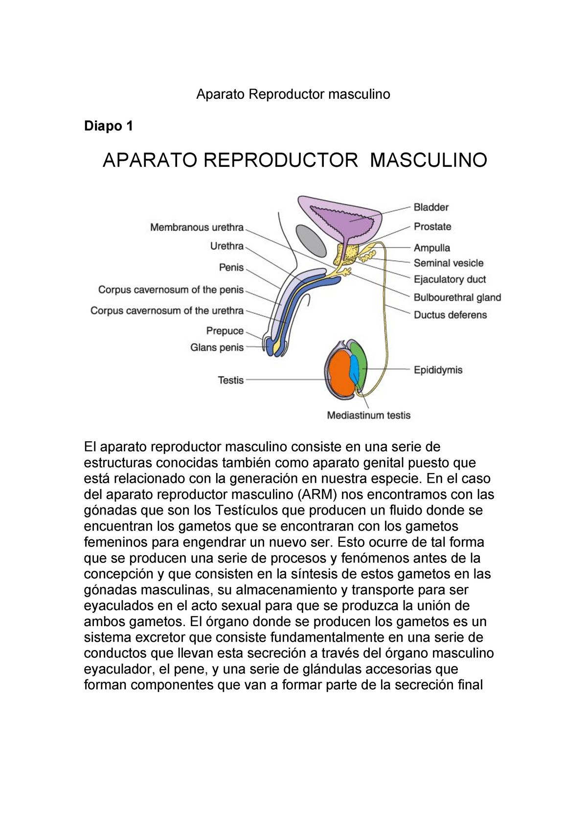 Aparato Reproductor Masculino Apuntes Aparato Reproductor Masculino