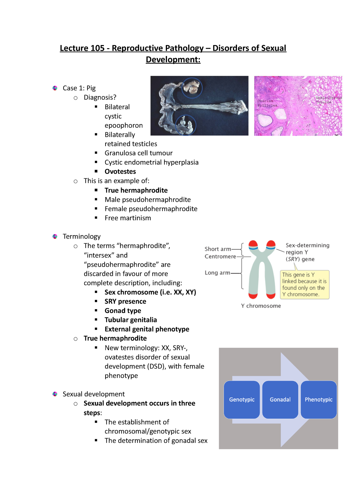 Lecture 105 Reproductive Pathology Disorders Of Sexual Development