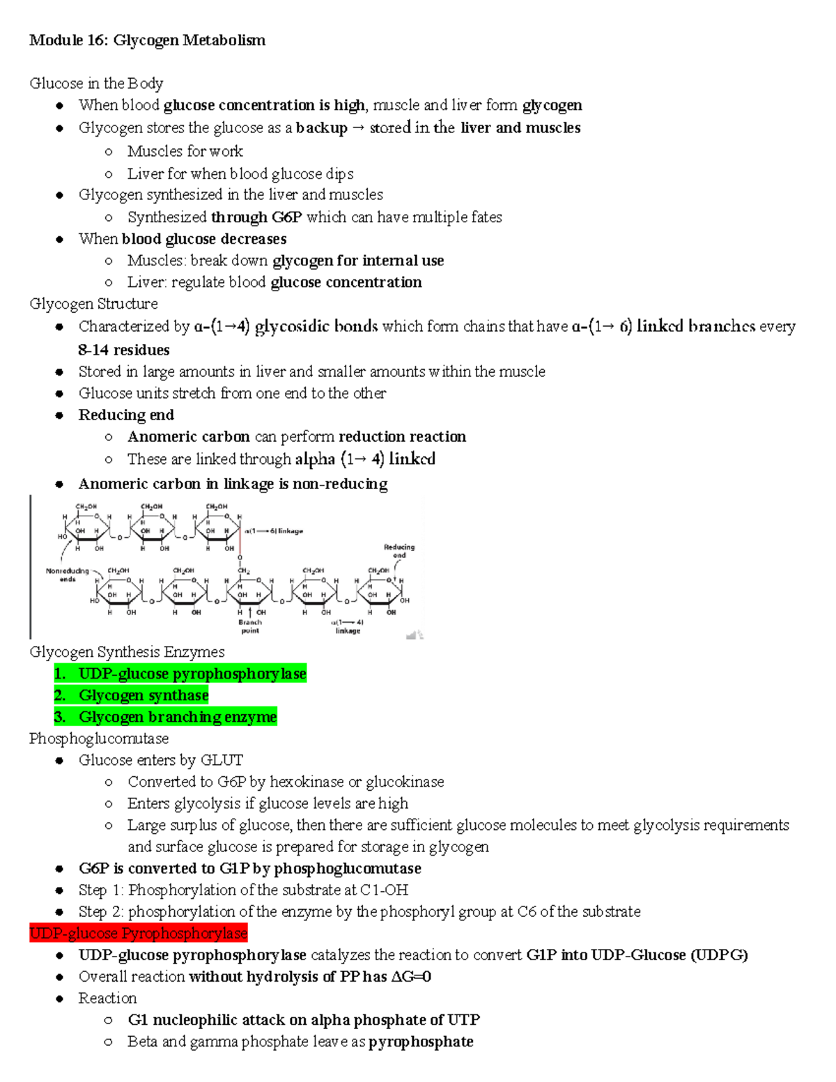 Biochem Exam 4 Study Guide Module 16 Glycogen Metabolism Glucose In