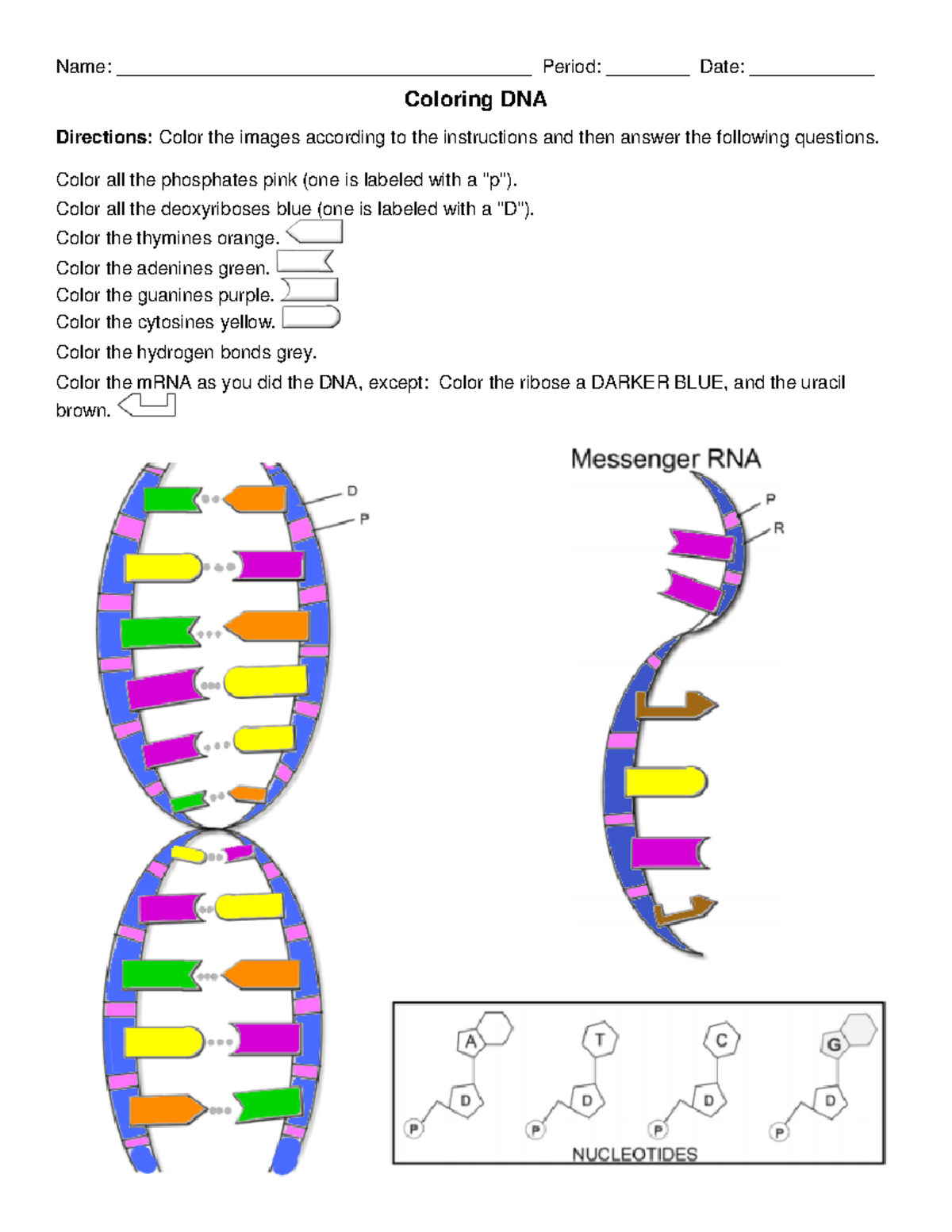 Dna Printable Diagram To Color