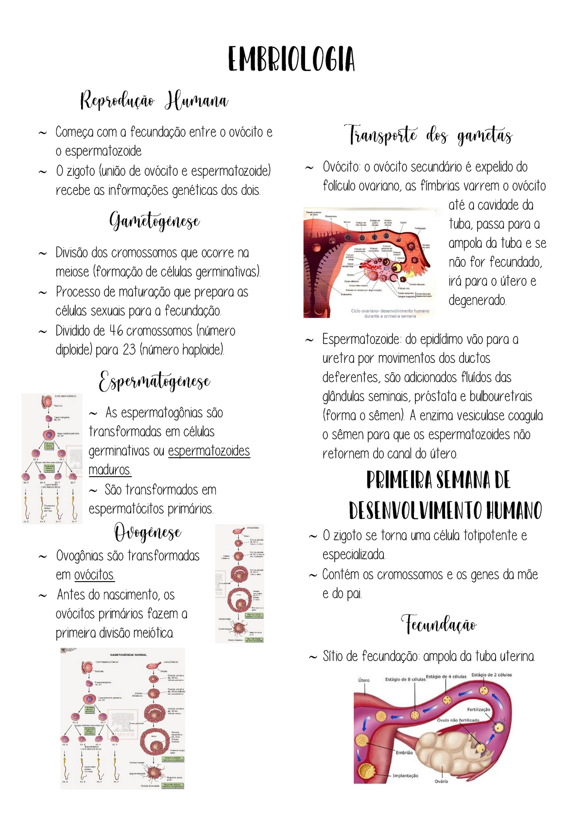 Resumo Embriologia Embriologia Começa Com A Fecundação Entre O