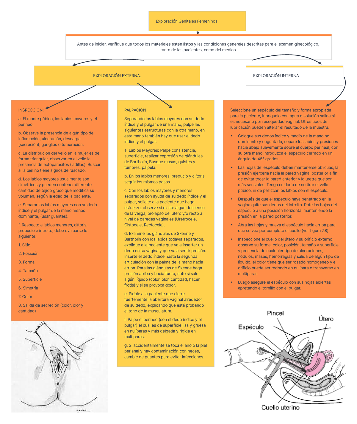 Exploración Genitales Femeninos Infografía Actualizada Exploración