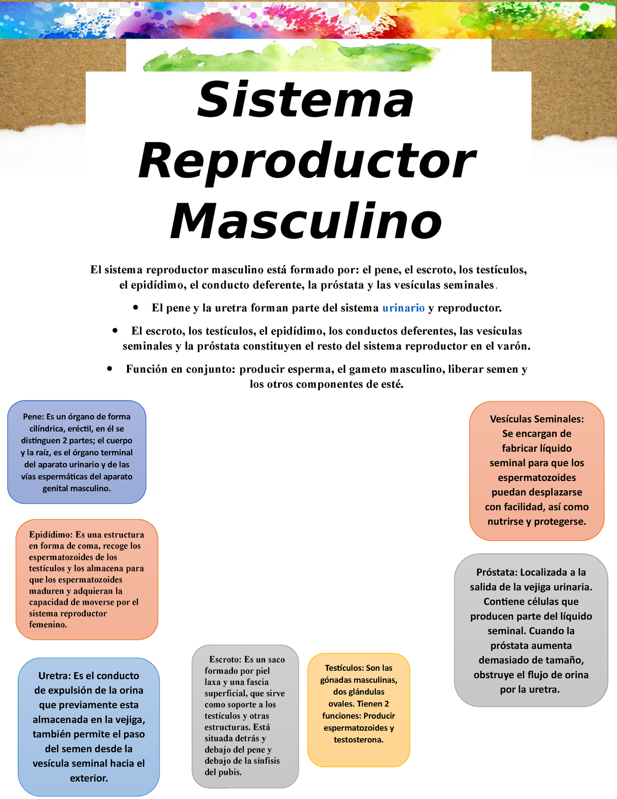 Infografia Del Sistema Reproductor Masculino Equipo A