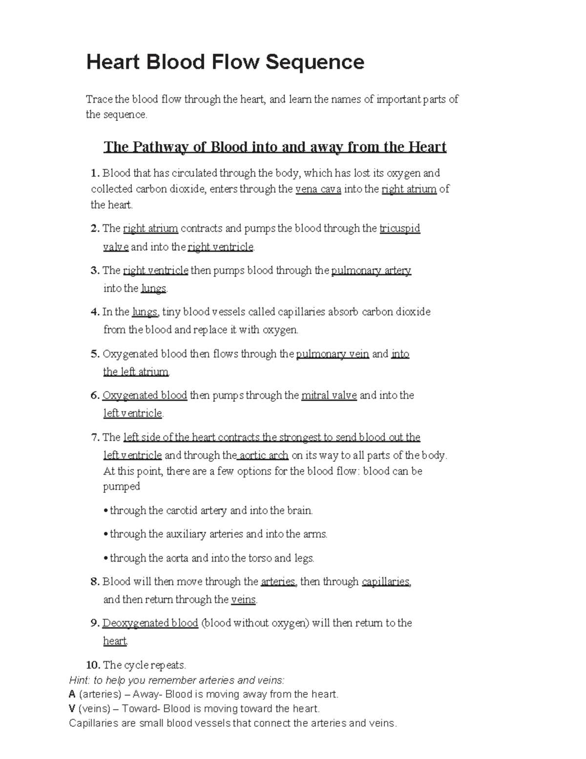 Heart Blood Flow Activity Heart Blood Flow Sequence Trace The Blood