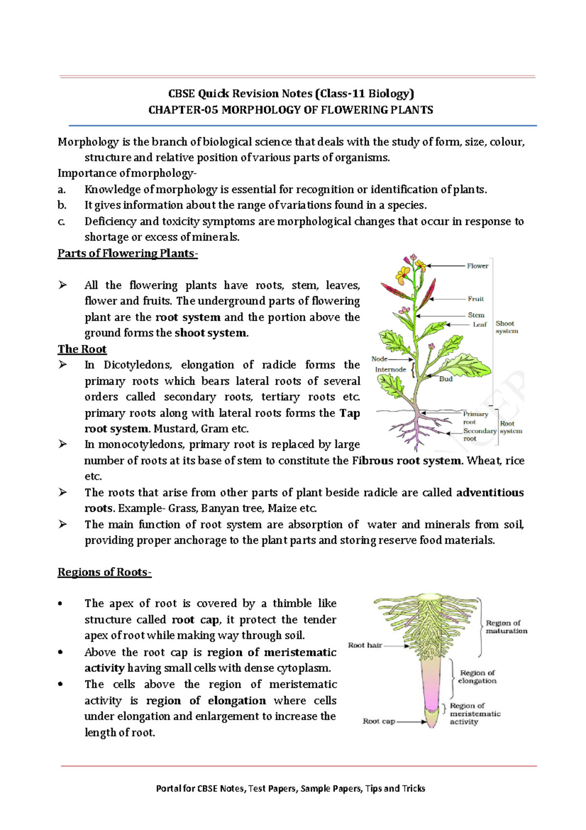 11 Biology Notes Ch05 Morphology Of Flowering Plants Cbse Quick