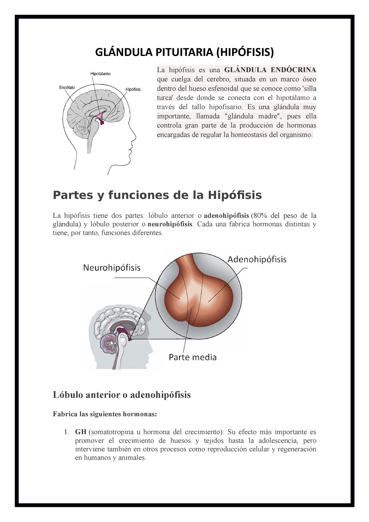 Glándula Pituitaria Hipófisis Definición Y Funciones