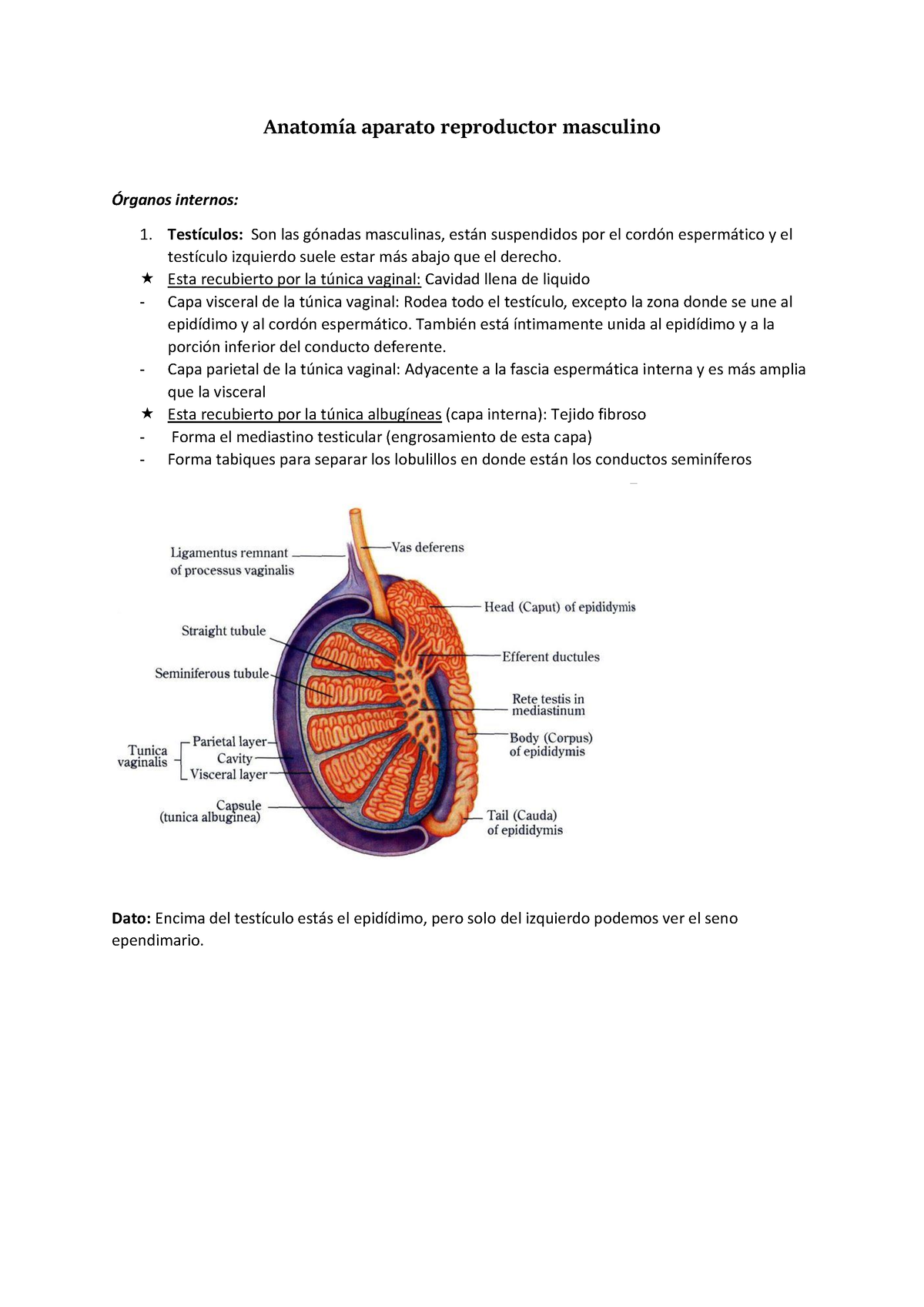 Anatomia Aparato Masculino Anatomía Aparato Reproductor Masculino