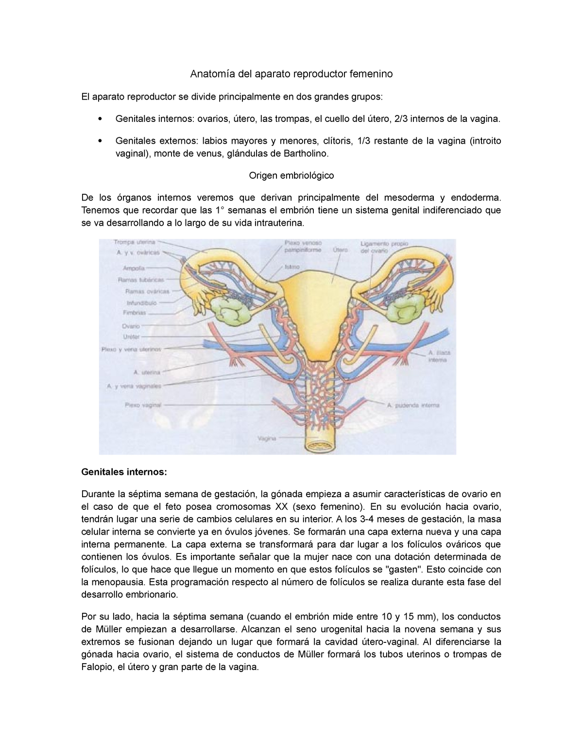 Anatomía Del Aparato Reproductor Femenino Anatomía Del Aparato