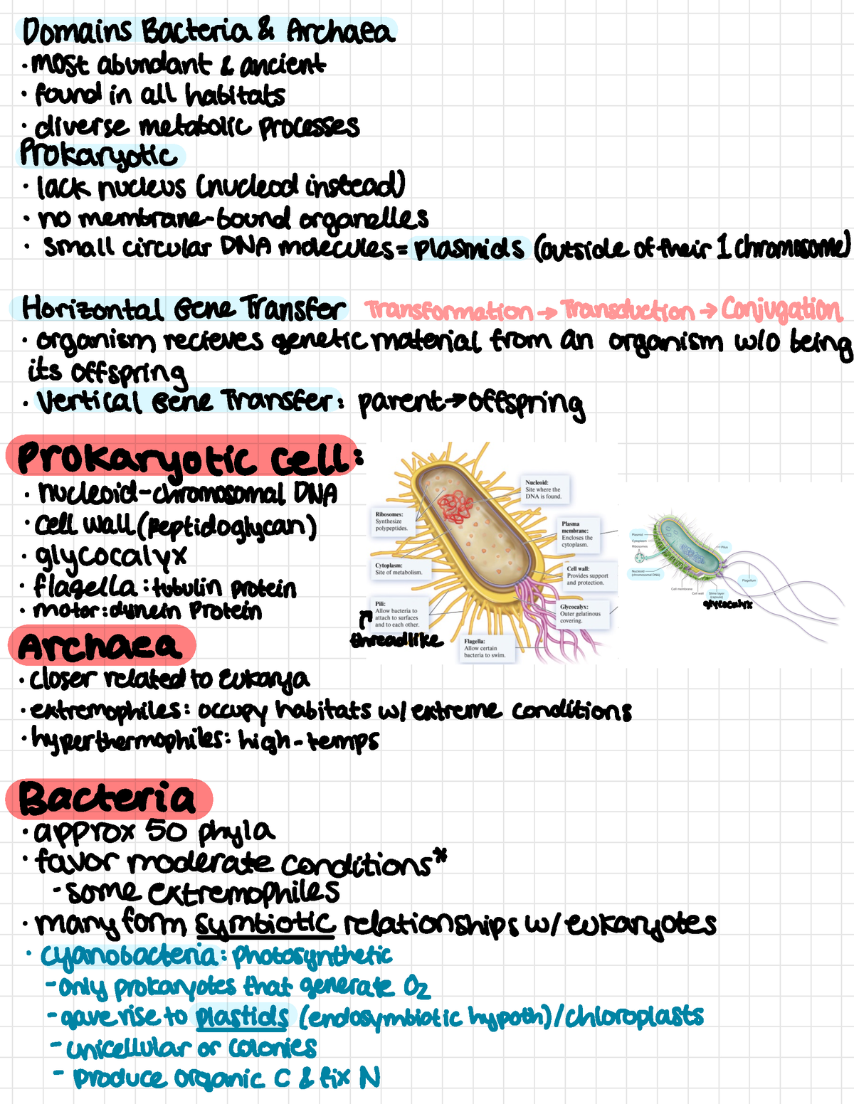 Bacteria And Archaea Gen Bio Ii Domains Bacteria And Archaea Most