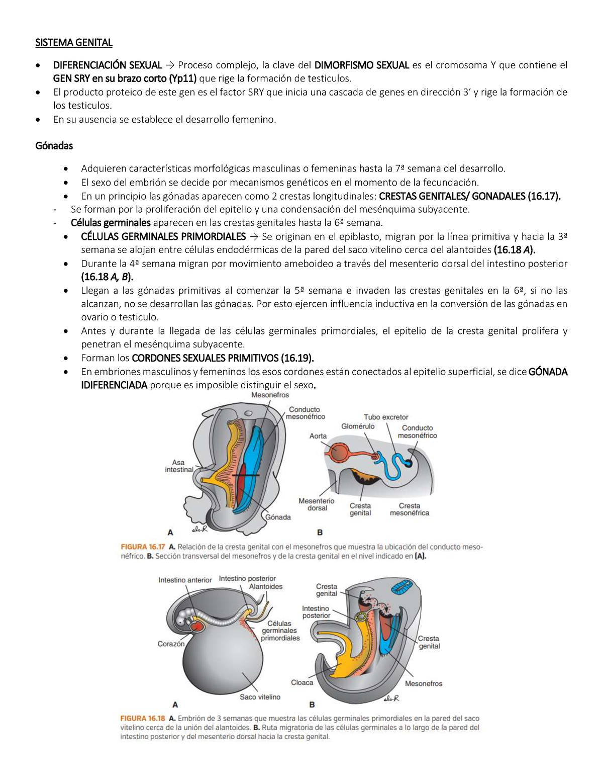 Resumen Embriologia Genital Langman Sistema Genital Diferenciaci”n