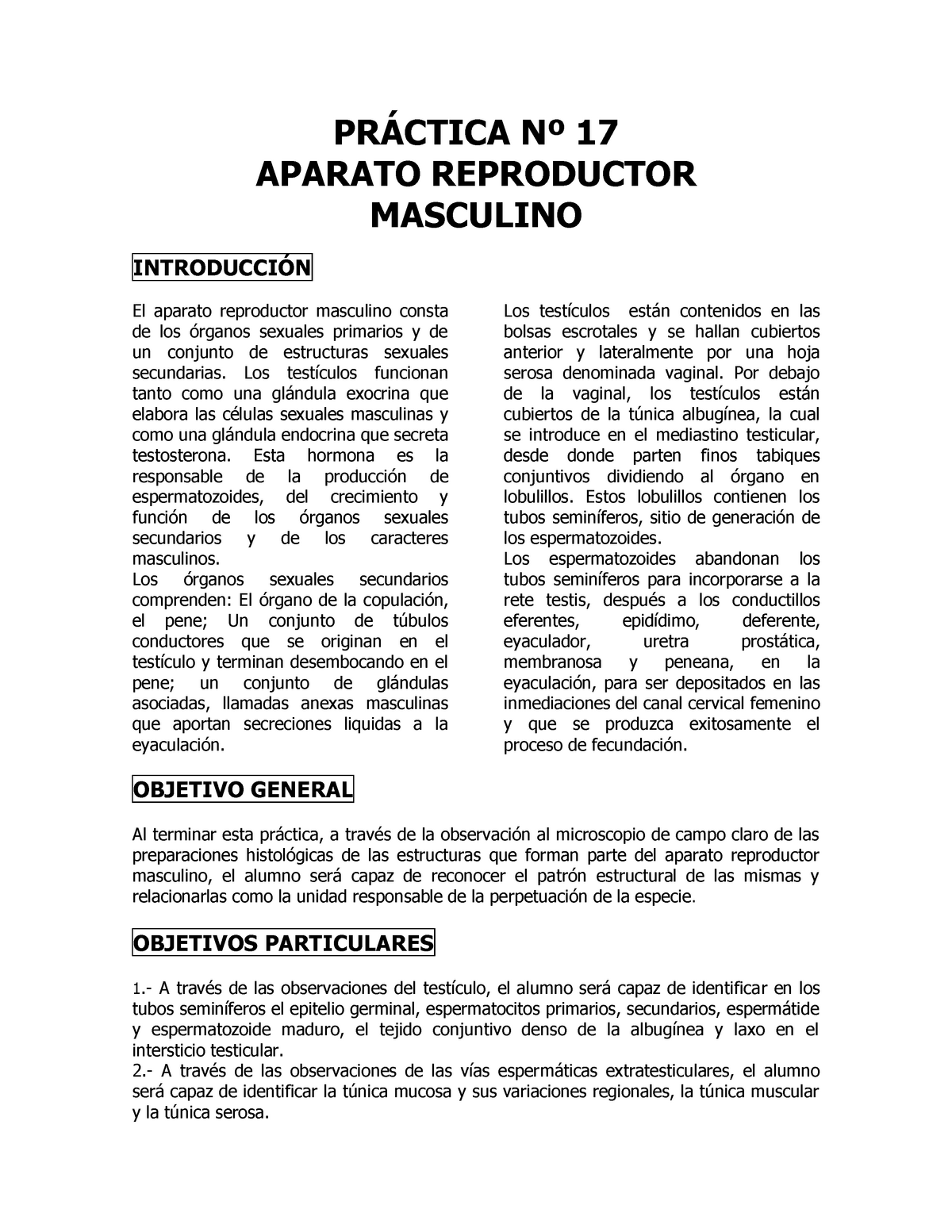 Práctica 17 1 Aparato Reproductor Masculino PrÁctica Nº 17 Aparato