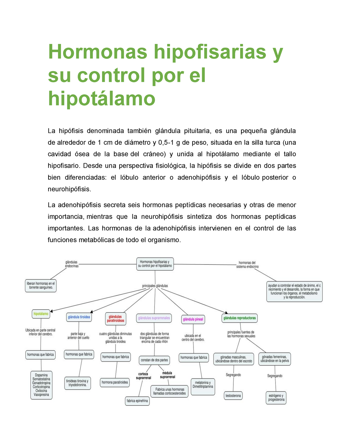 Hormonas Hipofisarias Y Su Control Por El Hipotálam Warning Tt