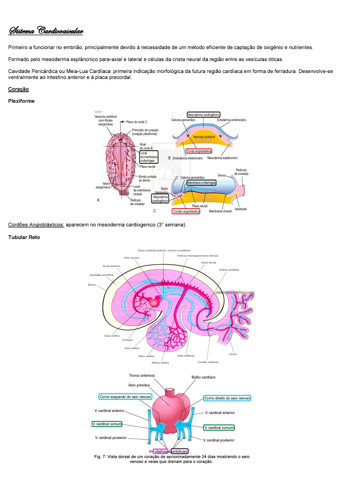 1º Ano Módulo 2 Embriologia Roteiro 4 Sistema Cardiovascular 2