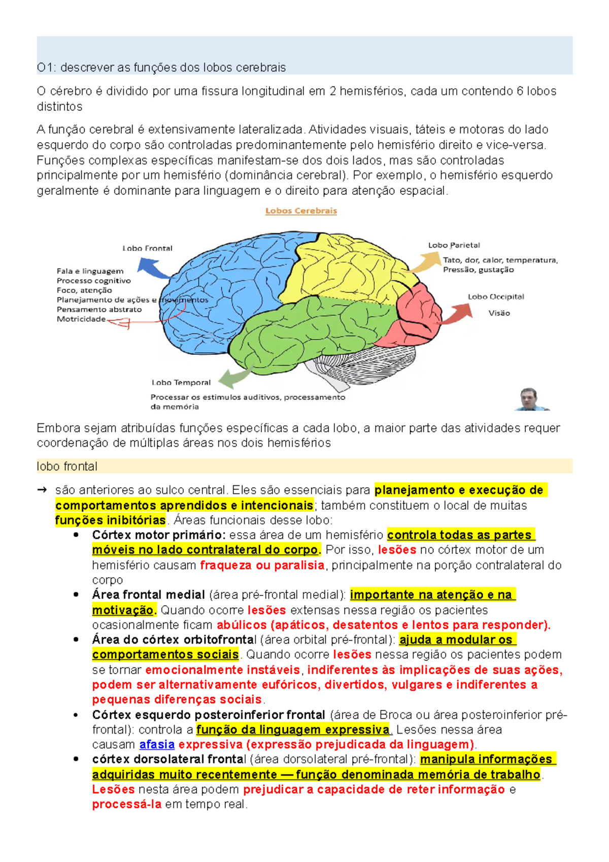 Introducir 39 Imagen Lobos Cerebrais E Suas Funções Abzlocalmx