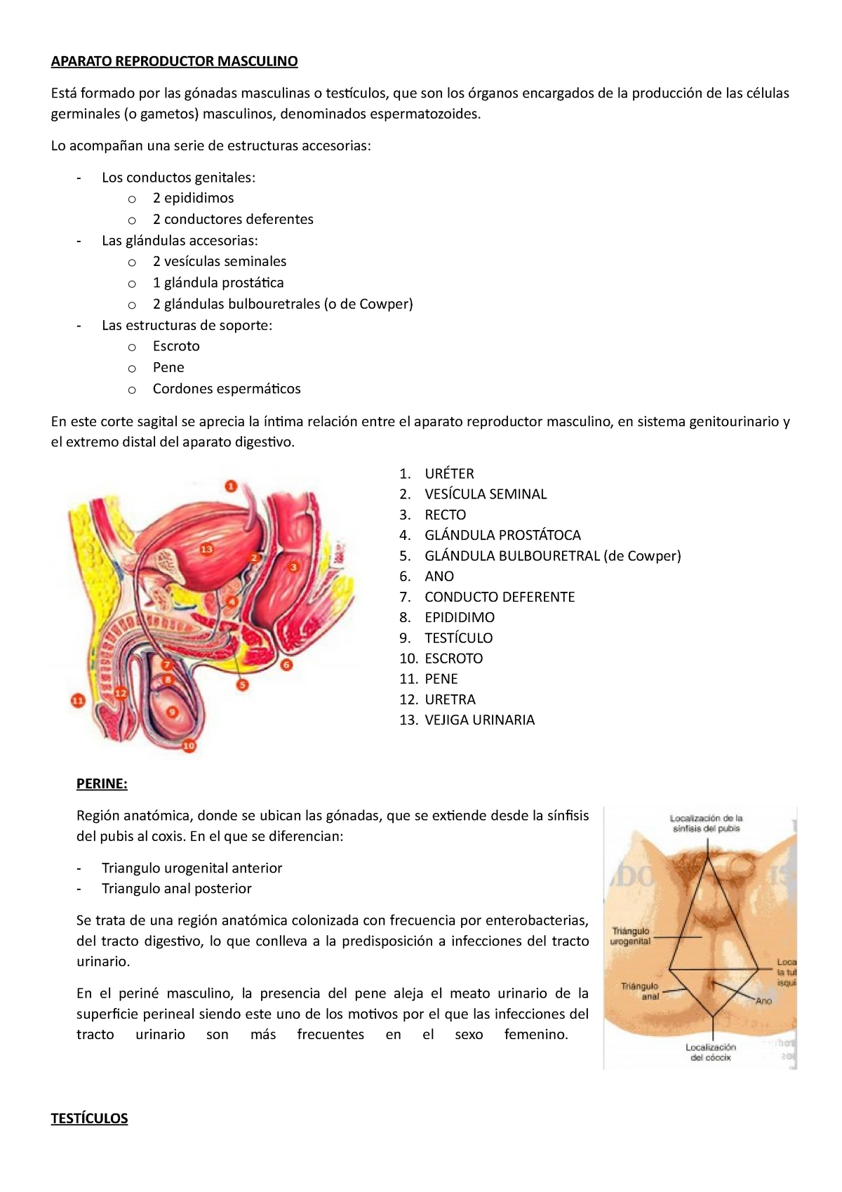 Aparato Reproductor Masculino Aparato Reproductor Masculino Está