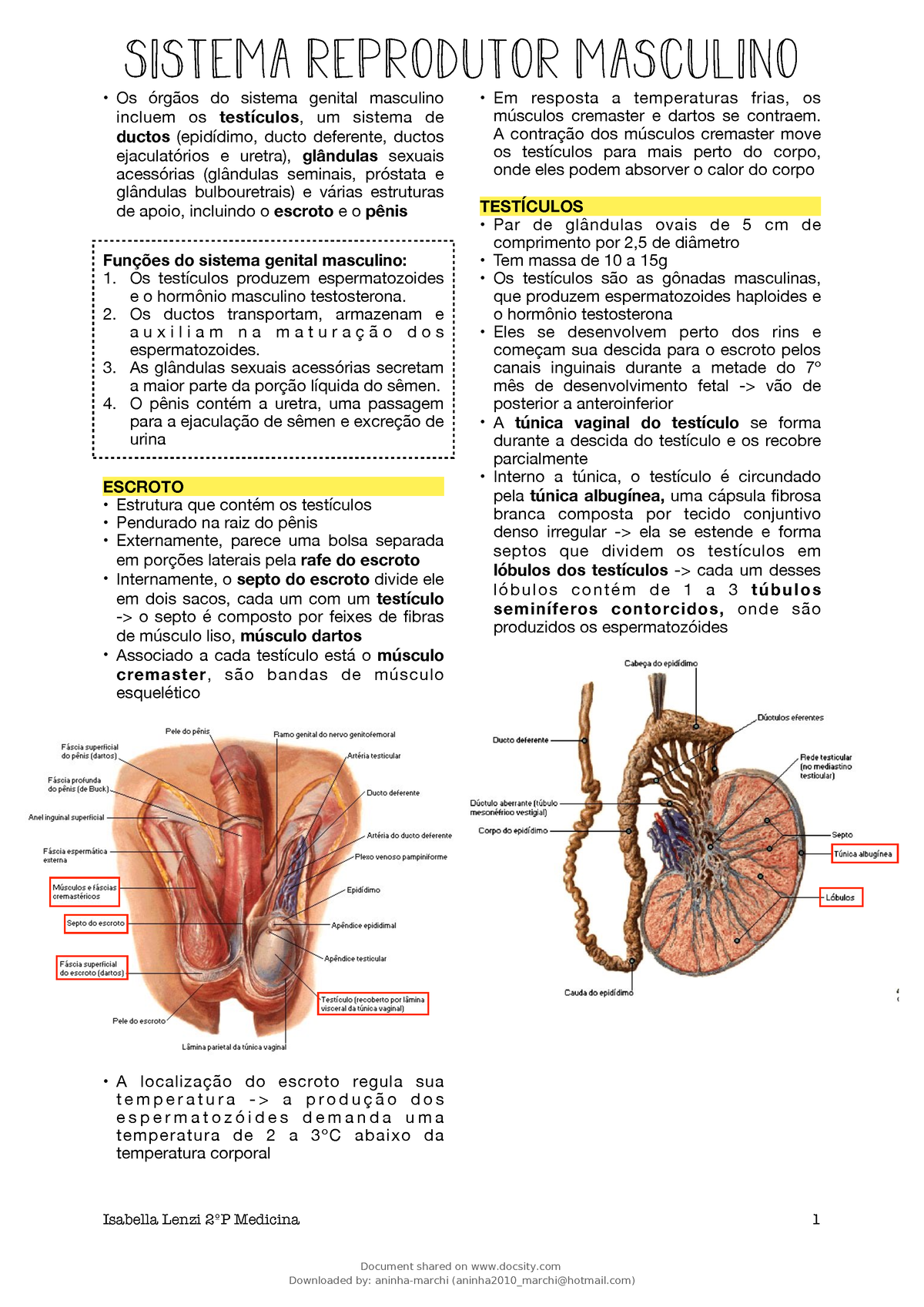 Sistema Reprodutor Masculino Os órgãos Do Sistema Genital Masculino