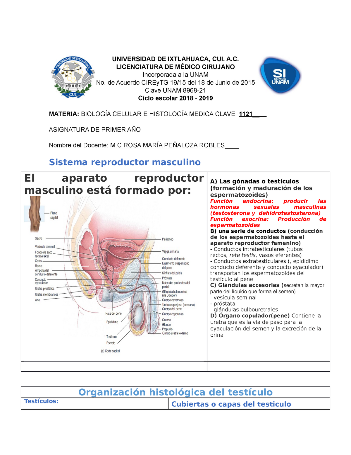 Sistema Reproductor Masculino Universidad De Ixtlahuaca Cui