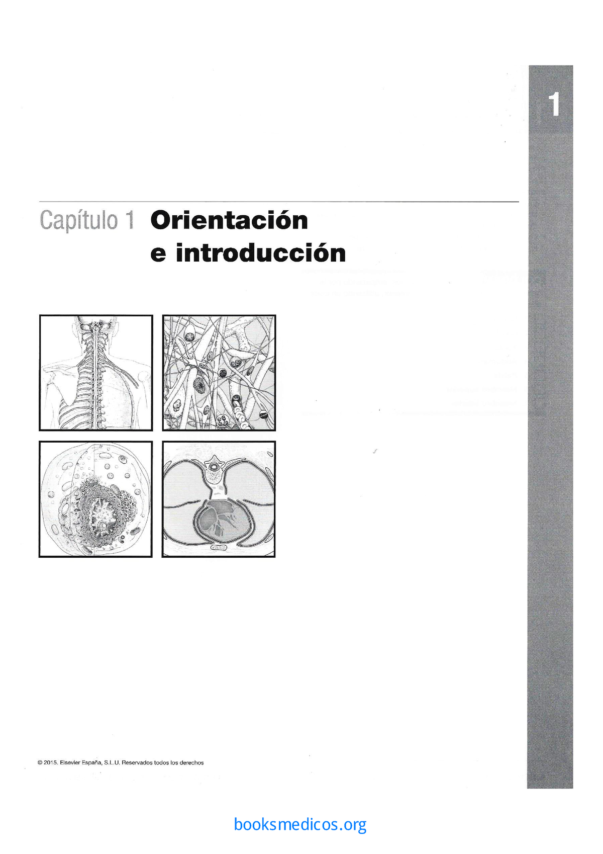 Netter Cuaderno De Anatomia Para Colorear 2ª Edición Lab Estruct Y