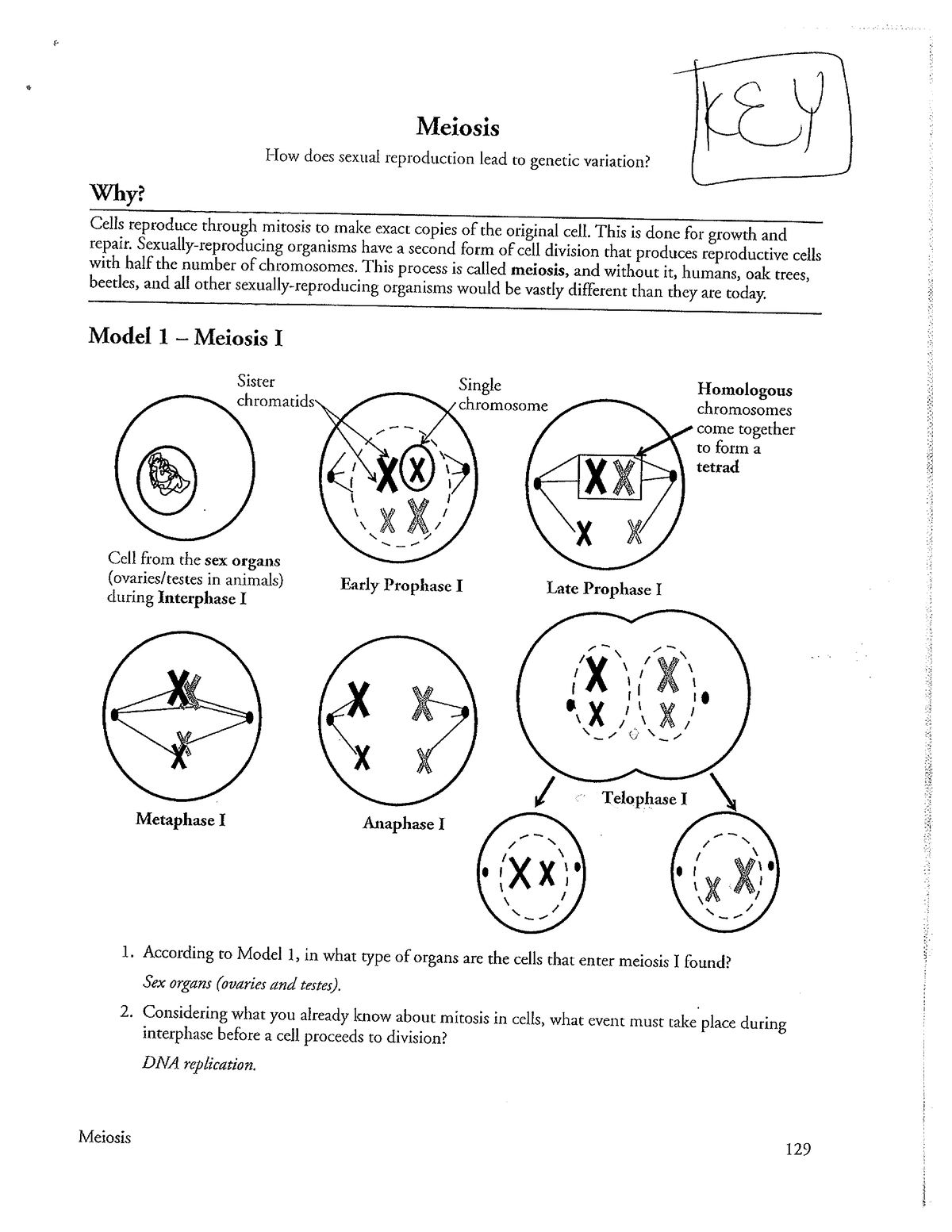 Kami Export Biology Meiosis How Does Sexual Reproduction