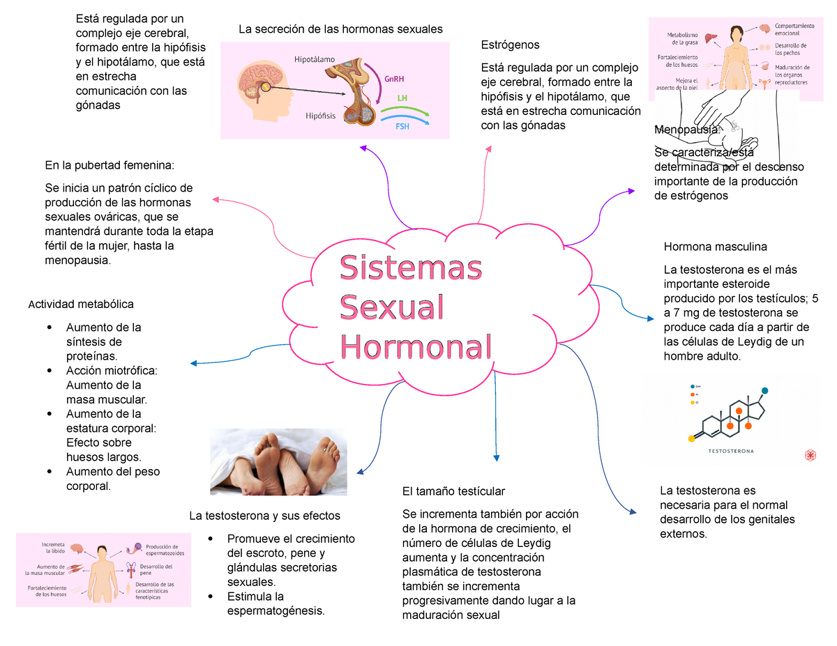 Mapa Mental Sistema Sexual Mujer Actividad Metabólica Aumento De La