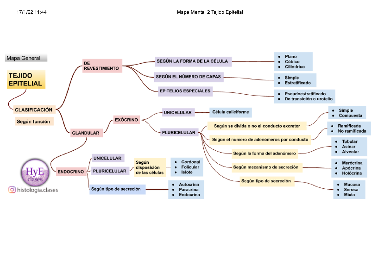 Mapa Mental 2 Tejido Epitelial Histología Y Embriología 17122 11