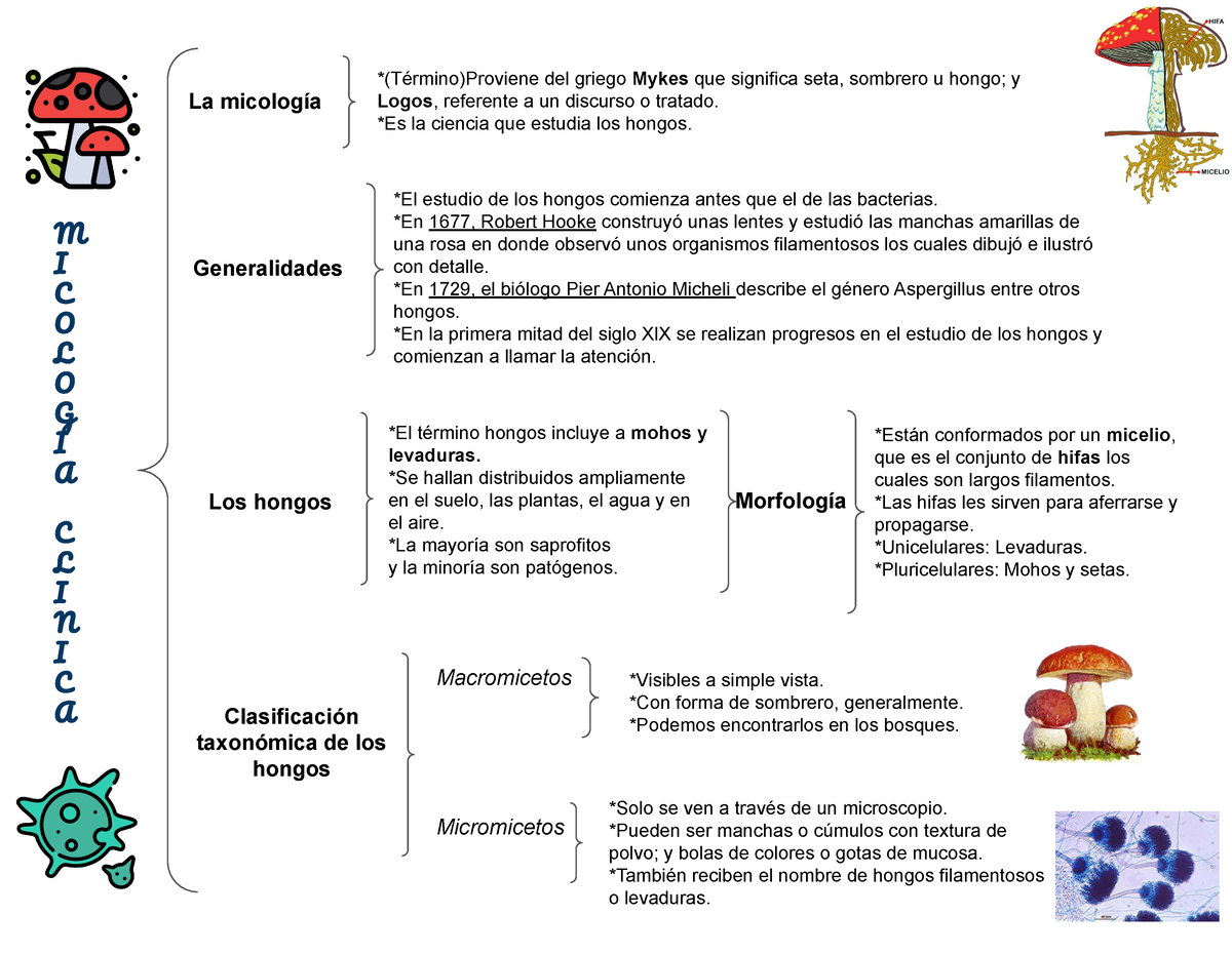 Cuadro Sinoptico De La Micosis Tipos De Hongos Generalidades M I C O