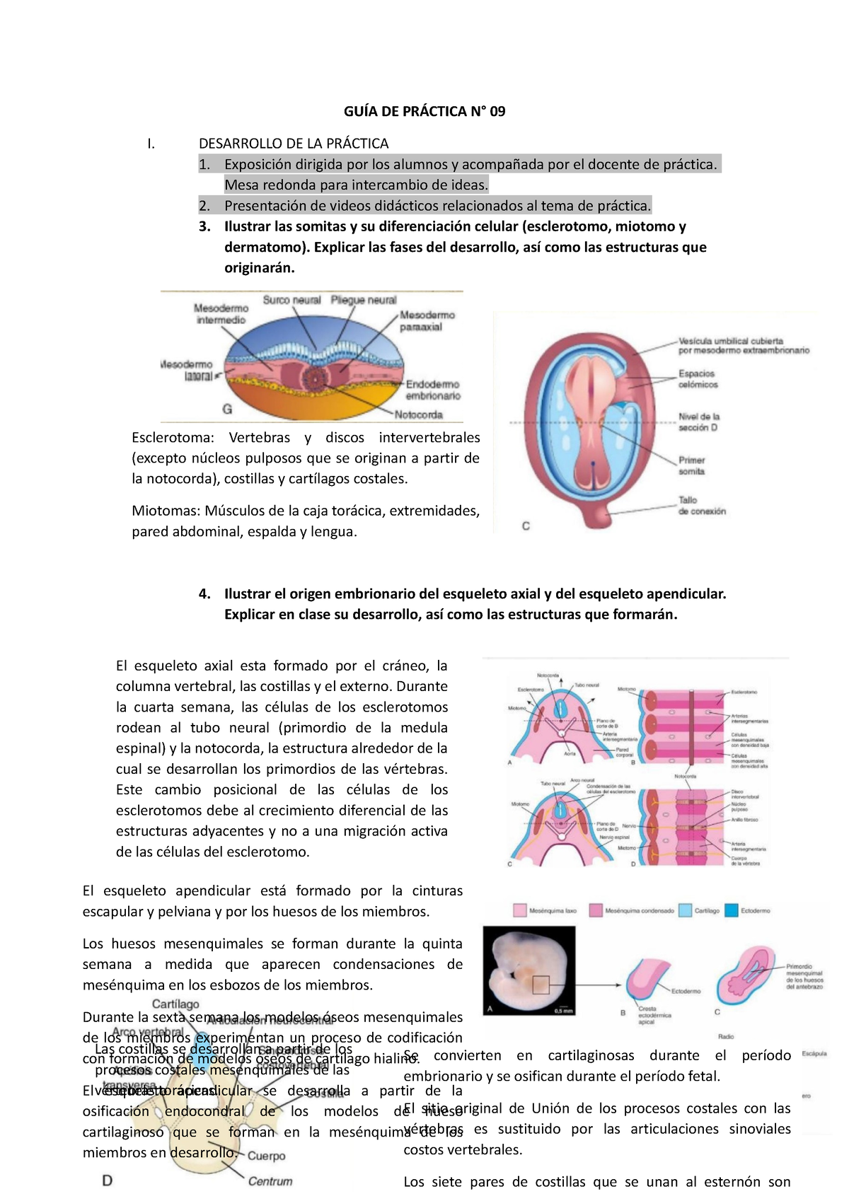 GuÍa De Práctica N°9 Guía De Practica Sesión 9 Embriología GuÍa De