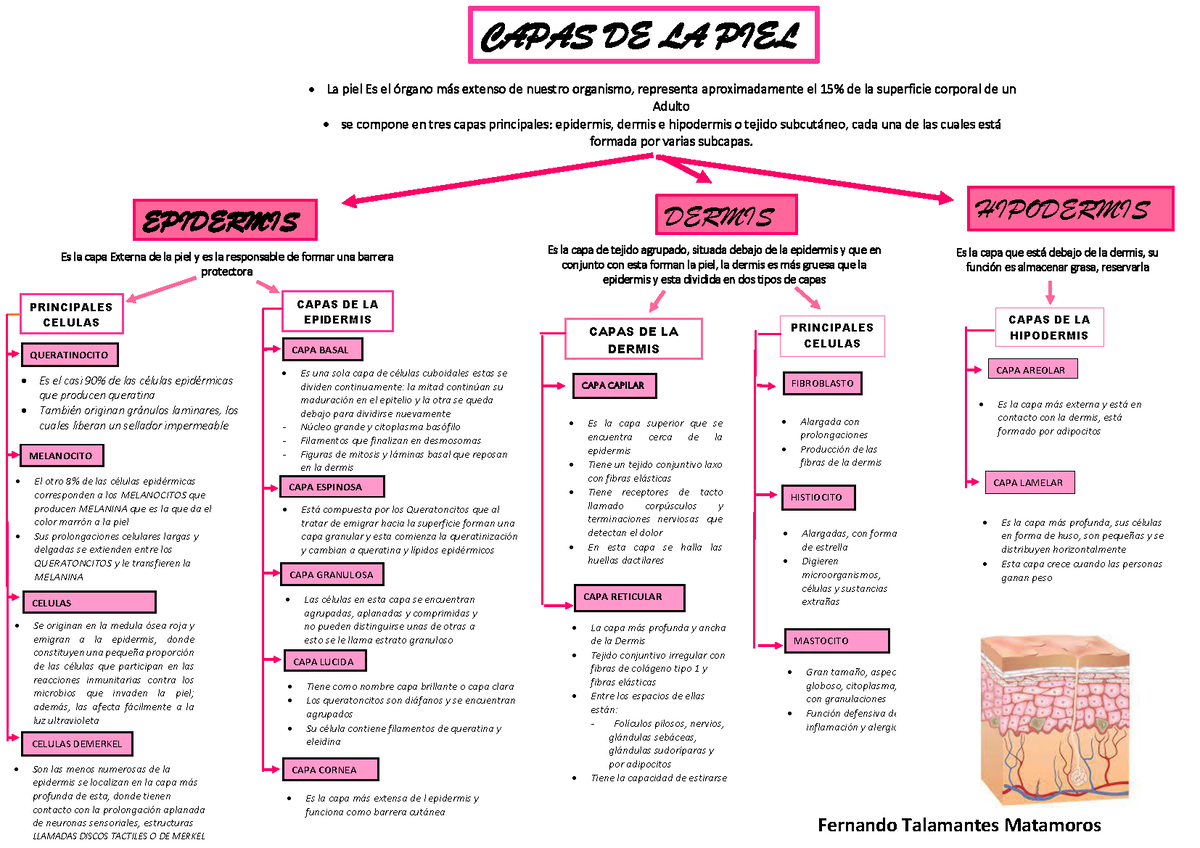 Anatomia Y Fisiologia De La Piel Mapa Conceptual Porn Sex Picture