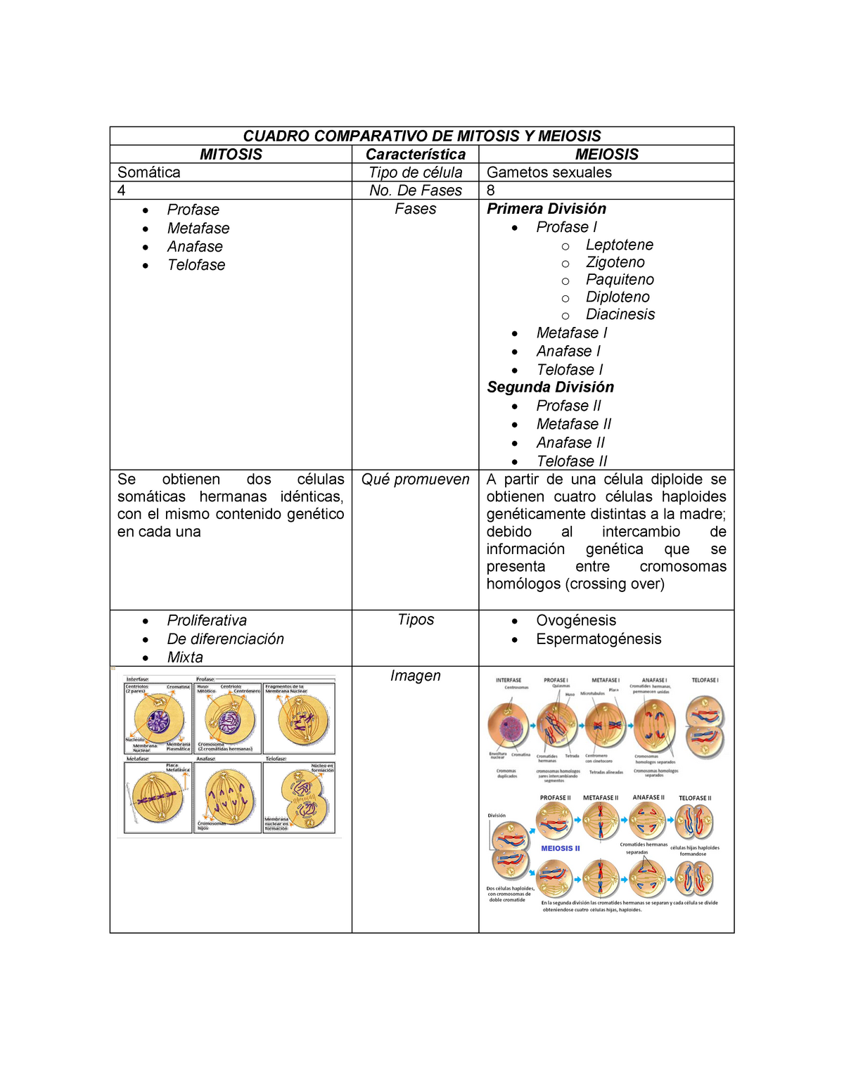 Diferencias Entre Mitosis Y Meiosis