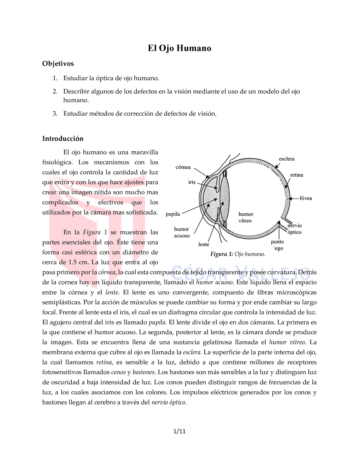 S 8 Lab 7 Ojo Humano El Ojo Humano Objetivos Estudiar La óptica