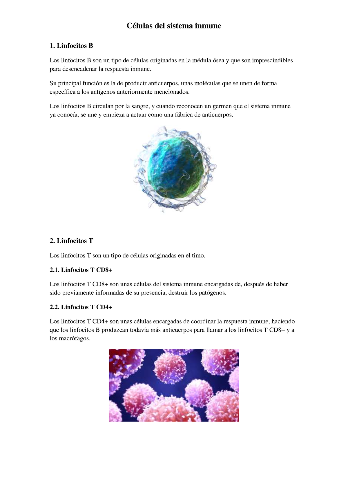 Células Del Sistema Inmune Linfocitos B Los Linfocitos B Son Un Tipo