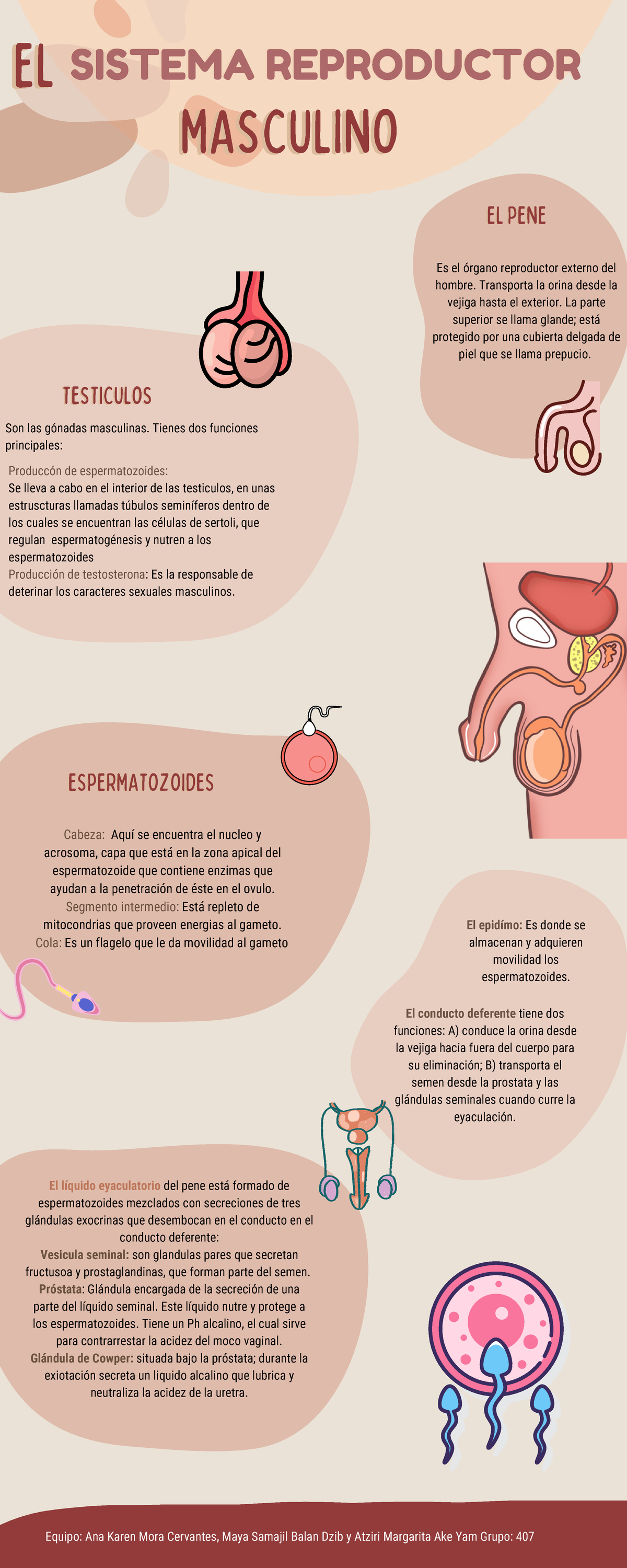 Infografia Del Sistema Reproductor Masculino Equipo Ana Karen Mora