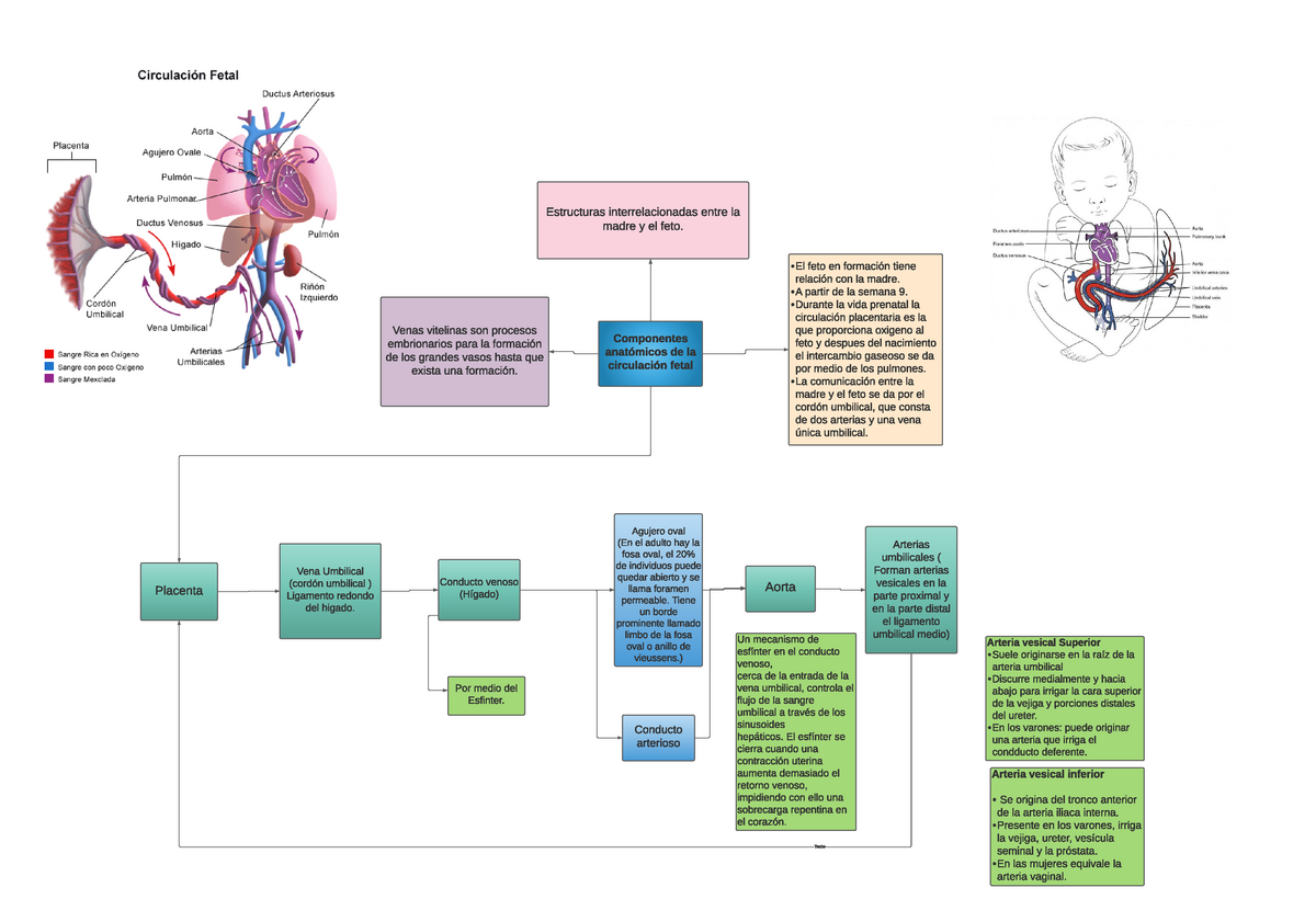 Anatomía Y Fisiología De La Circulación Fetal Componentes Anatómicos