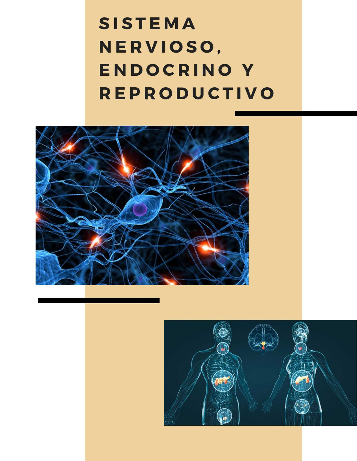 Sistema Endocrino Y El Nervioso Reproductor Biología Studocu