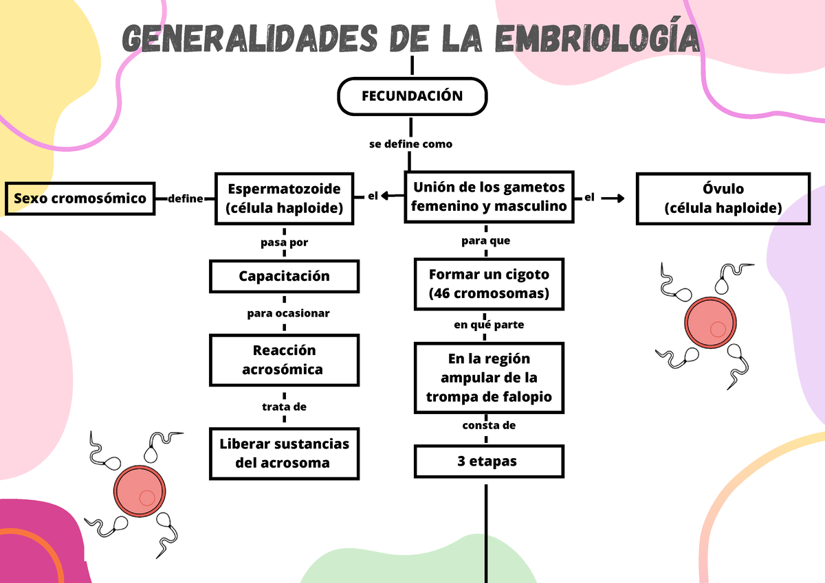 Mapa Conceptual FecundaciÓn Generalidades De La EmbriologÍa