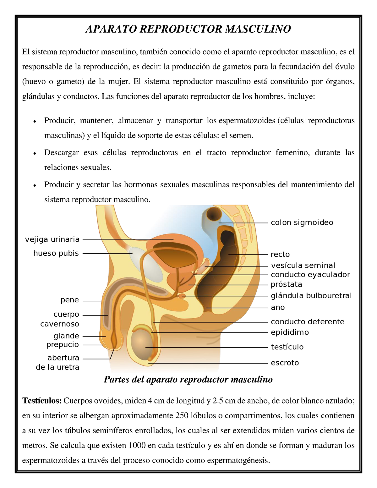 Aparato Reproductor Masculino Y Femenino Espermatogenesis Y