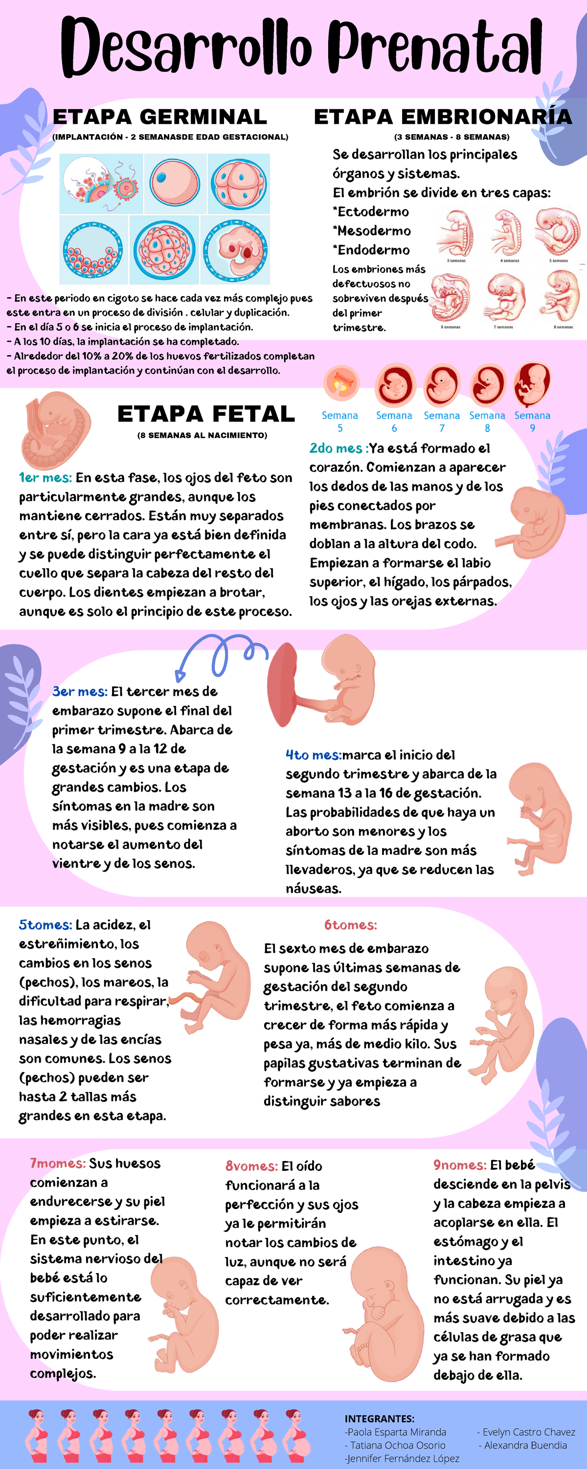 Etapas Del Embarazo El Crecimiento Humano Efectua Imagenes Infographic