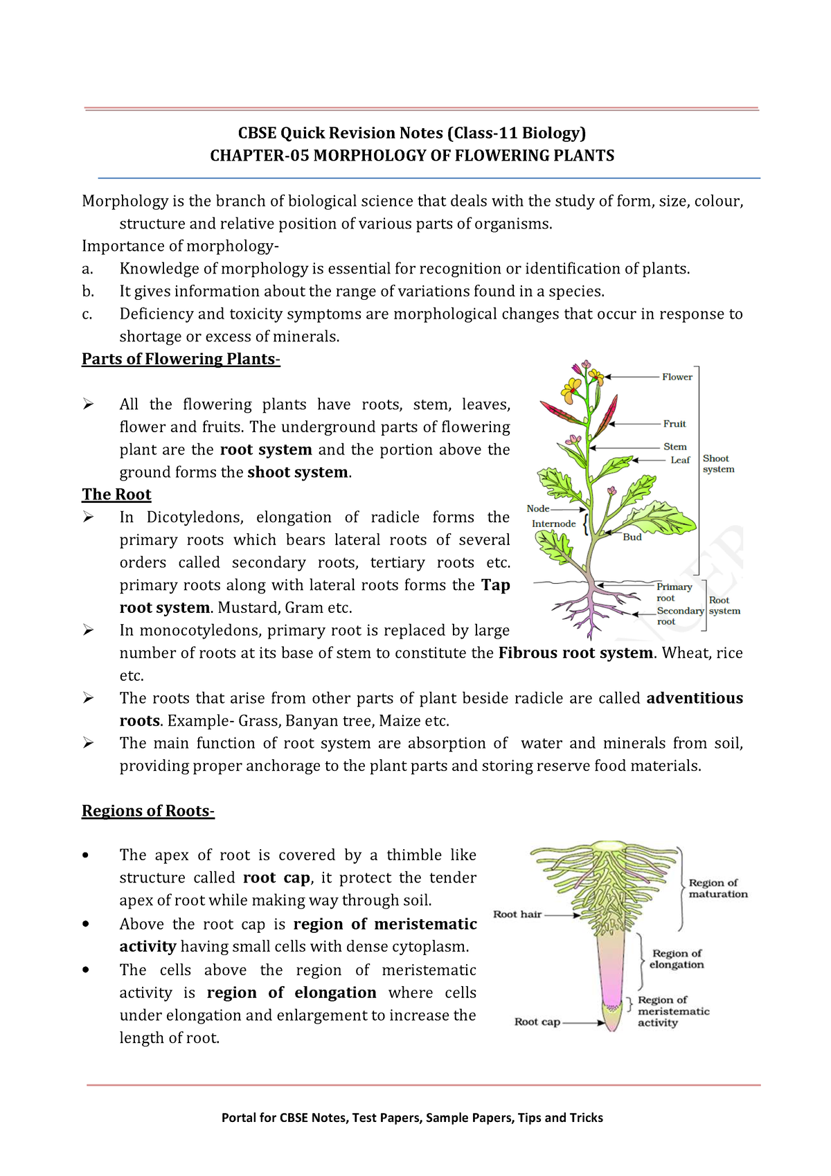 11 Biology Notes Ch05 Morphology Of Flowering Plants Cbse Quick