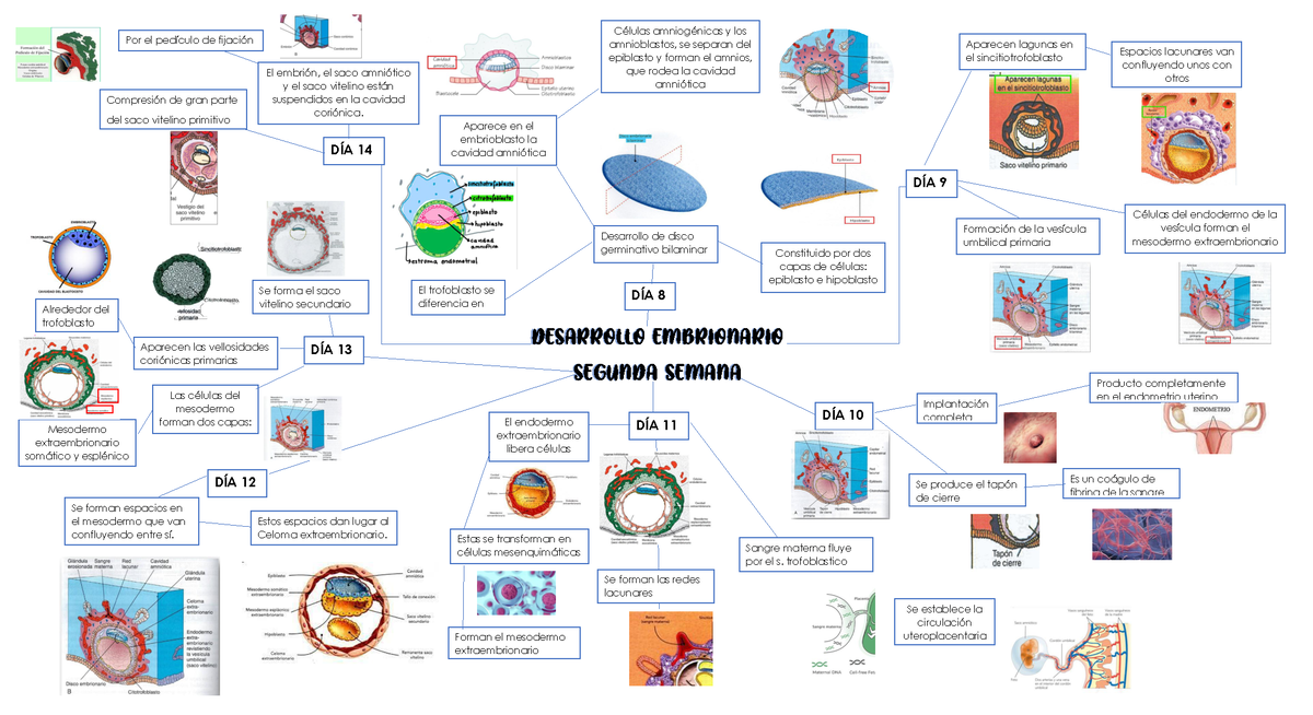 Segunda Semana Del Desarrollo Embrionario Mind Map Sexiz Pix