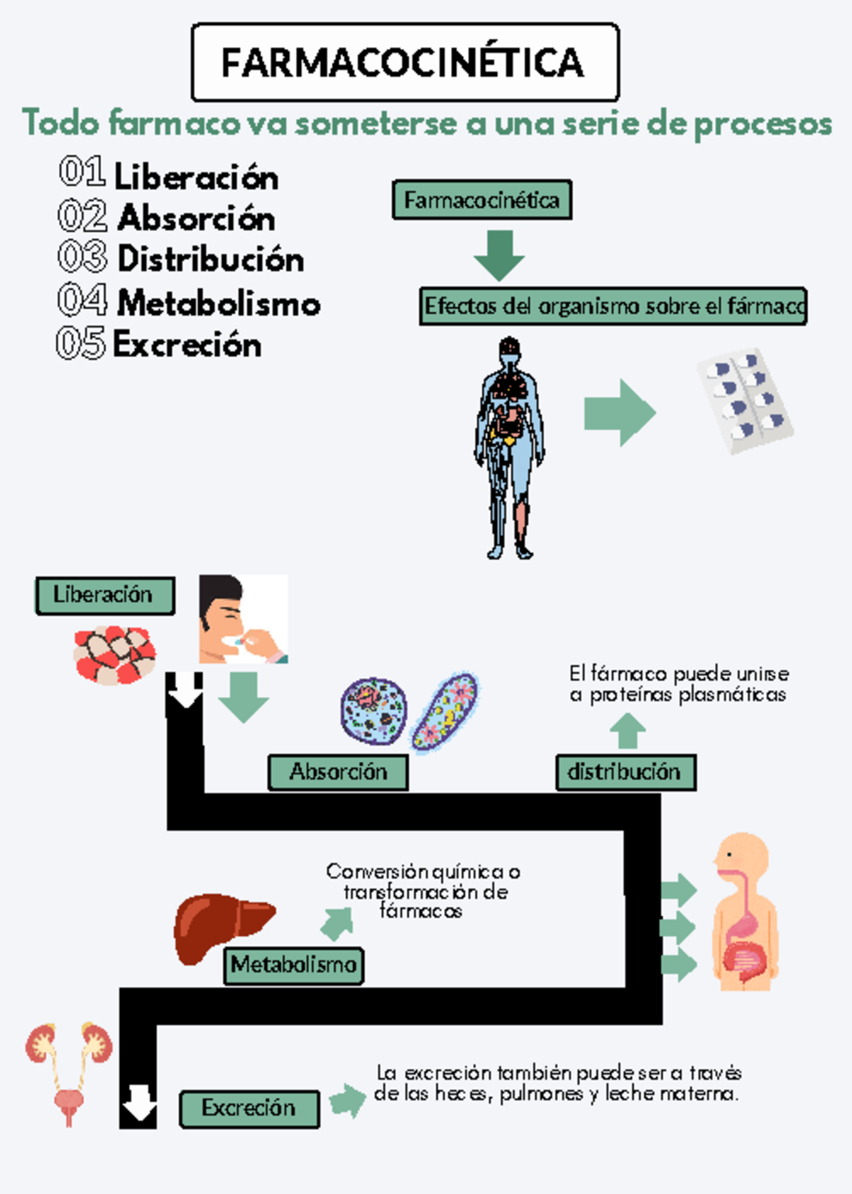 Farmacocinética Farmacología Enfermería Liberación Farmacocinética